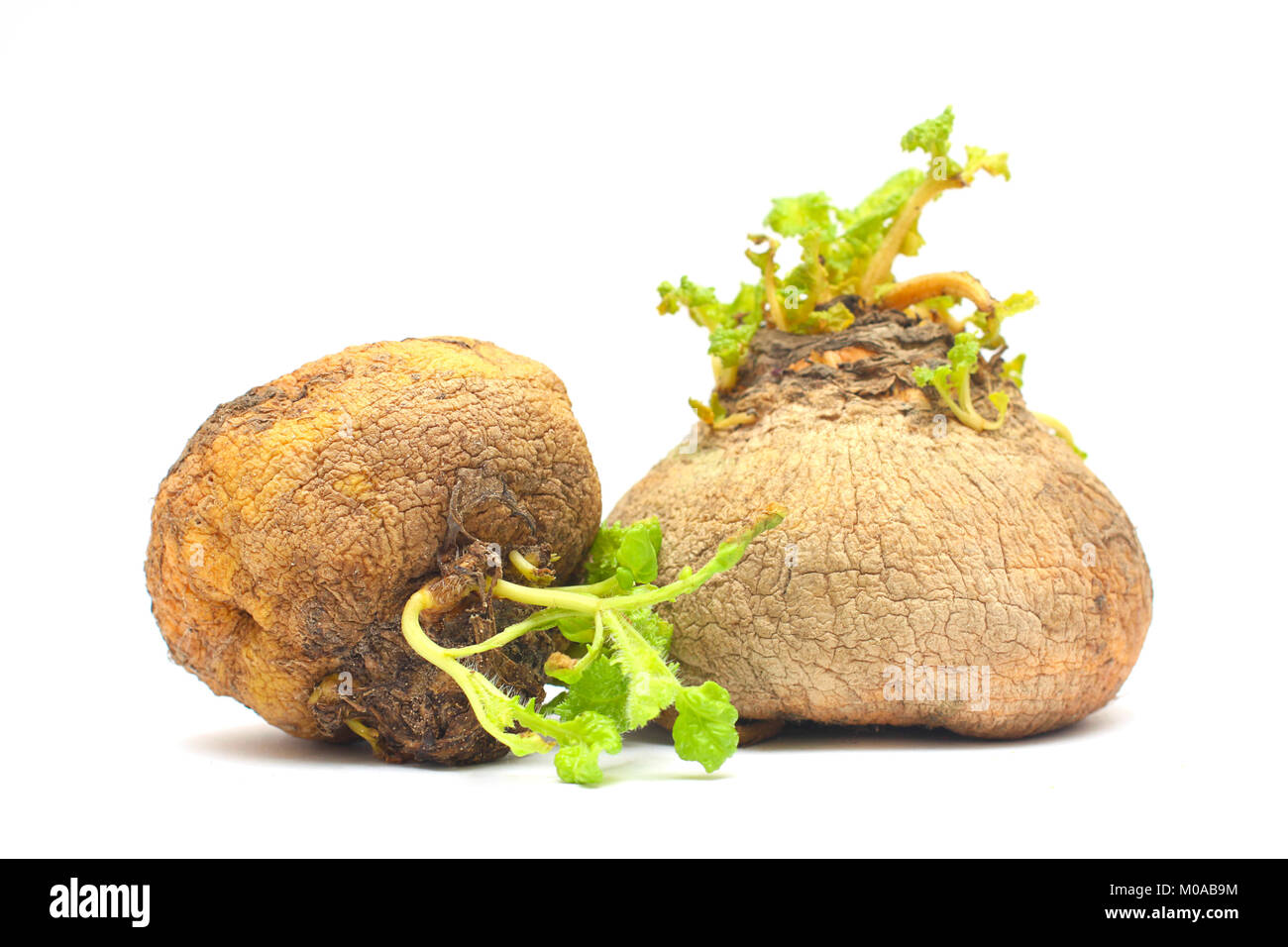 Turnip crop hi-res stock photography and images - Alamy