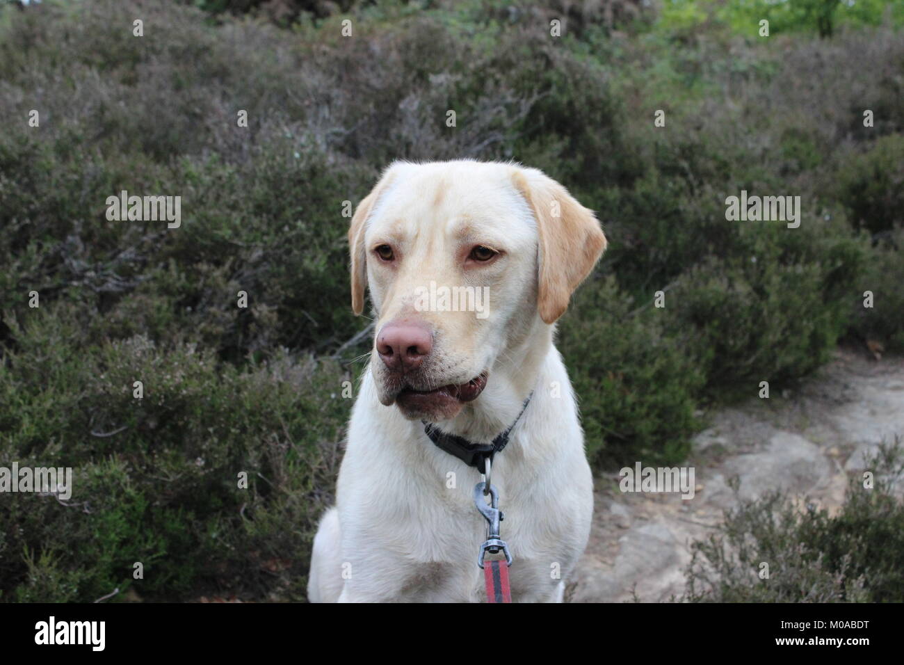 Golden Labrador Looking Thoughtful with curled lip (Buster). Sitting ...