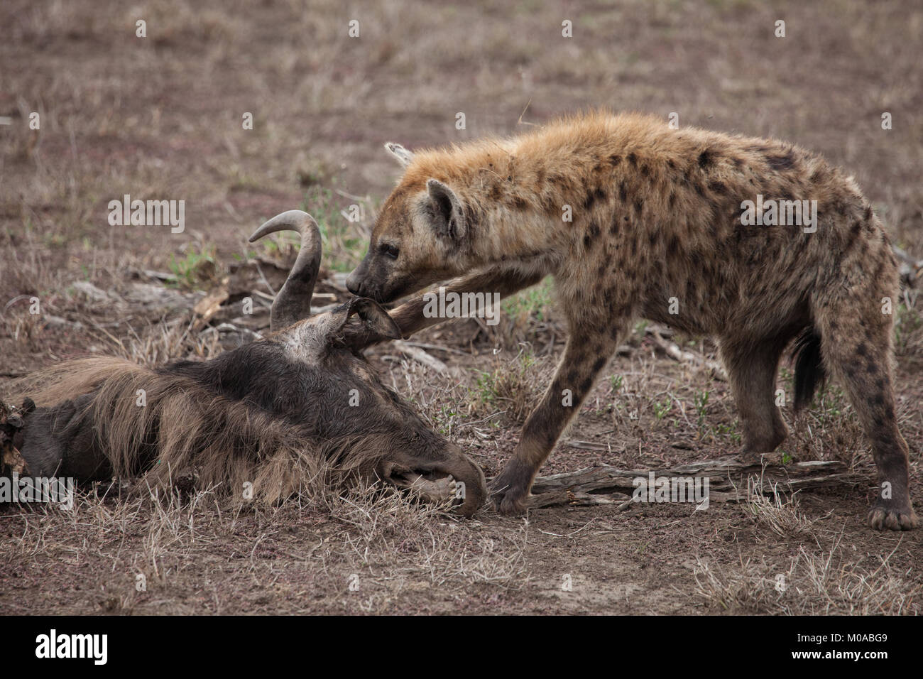 Hyena with kill hi-res stock photography and images - Alamy