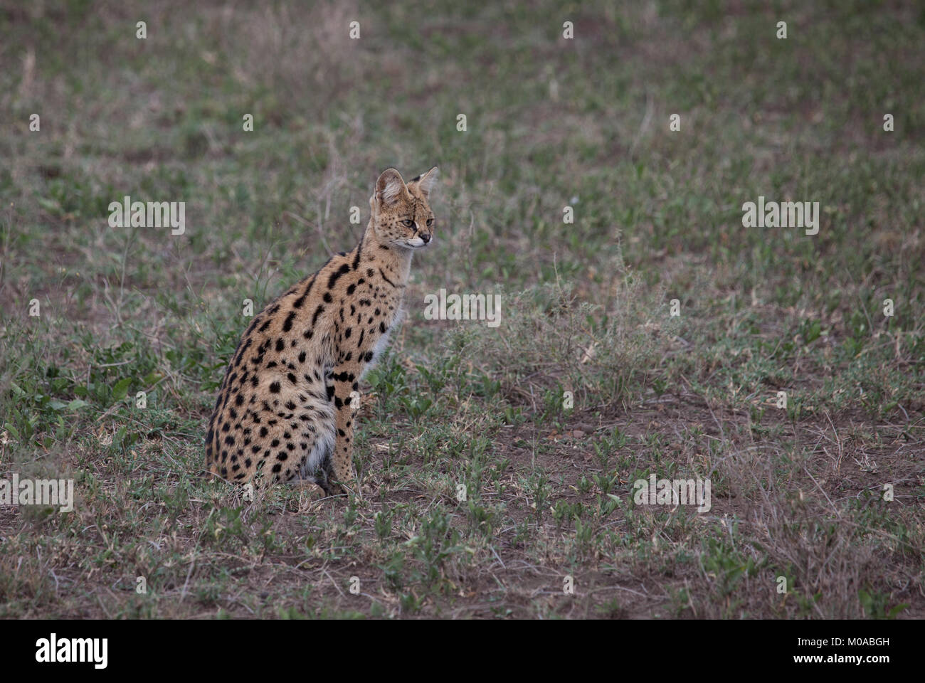 Serval cat hi-res stock photography and images - Alamy
