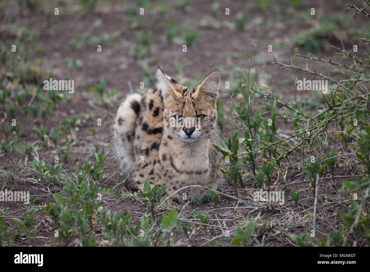 Close view of a wild Serval Cat Stock Photo - Alamy