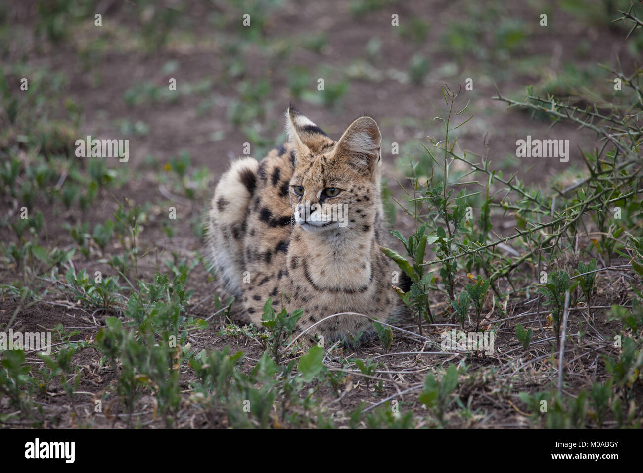 African Serval Cat High Resolution Stock Photography and Images - Alamy
