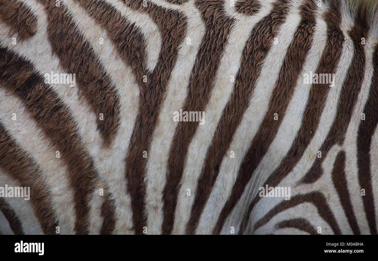 Full frame zebra stripe pattern Stock Photo - Alamy