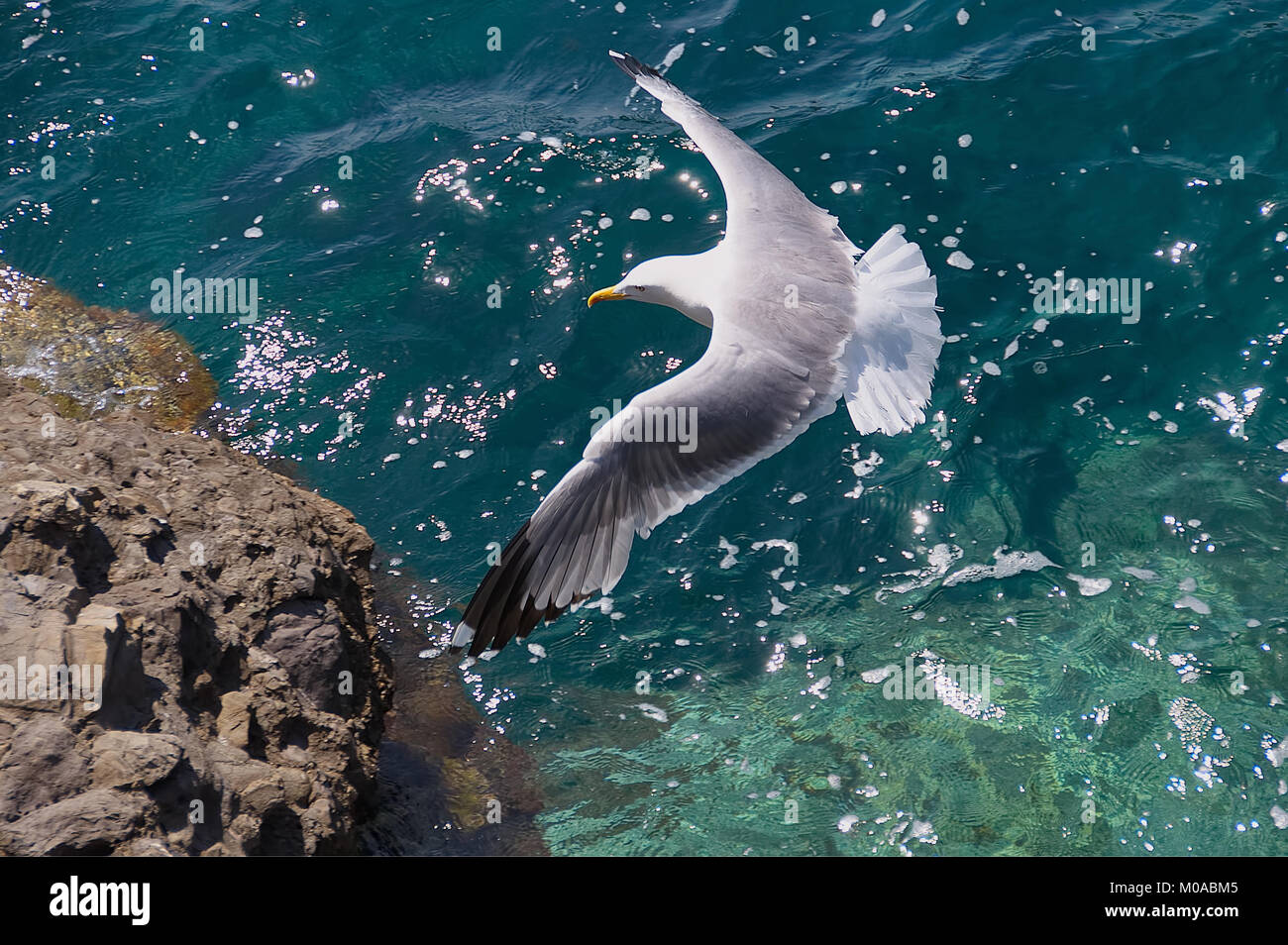 Seagull formation hi-res stock photography and images - Alamy