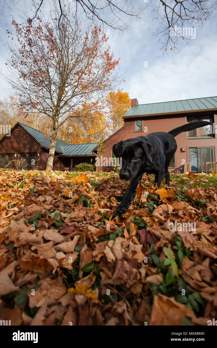 Black lab running in leaves hi-res stock photography and images - Alamy