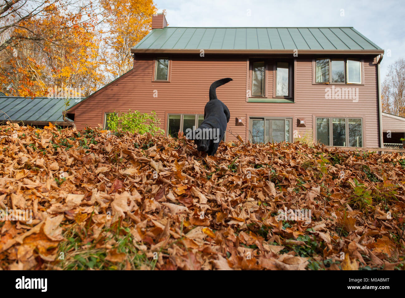 Rowdy black lab puppy dog plays in the Fall leaves Stock Photo - Alamy