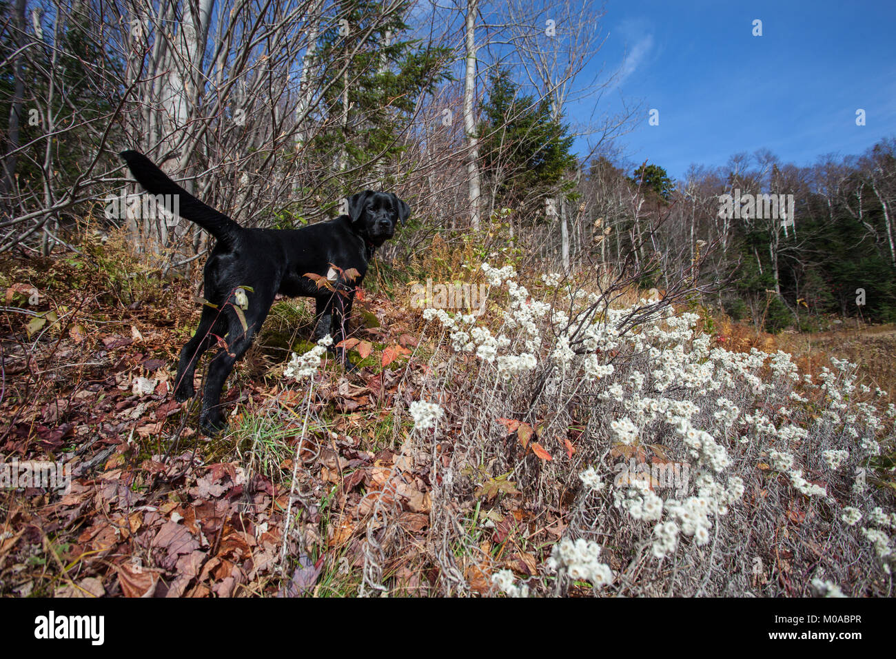 Black lab puppy in nature hike Stock Photo - Alamy