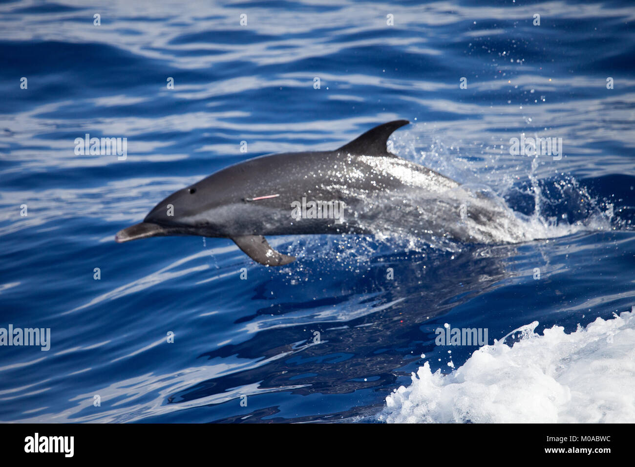 Spinner dolphin jumping hi-res stock photography and images - Alamy