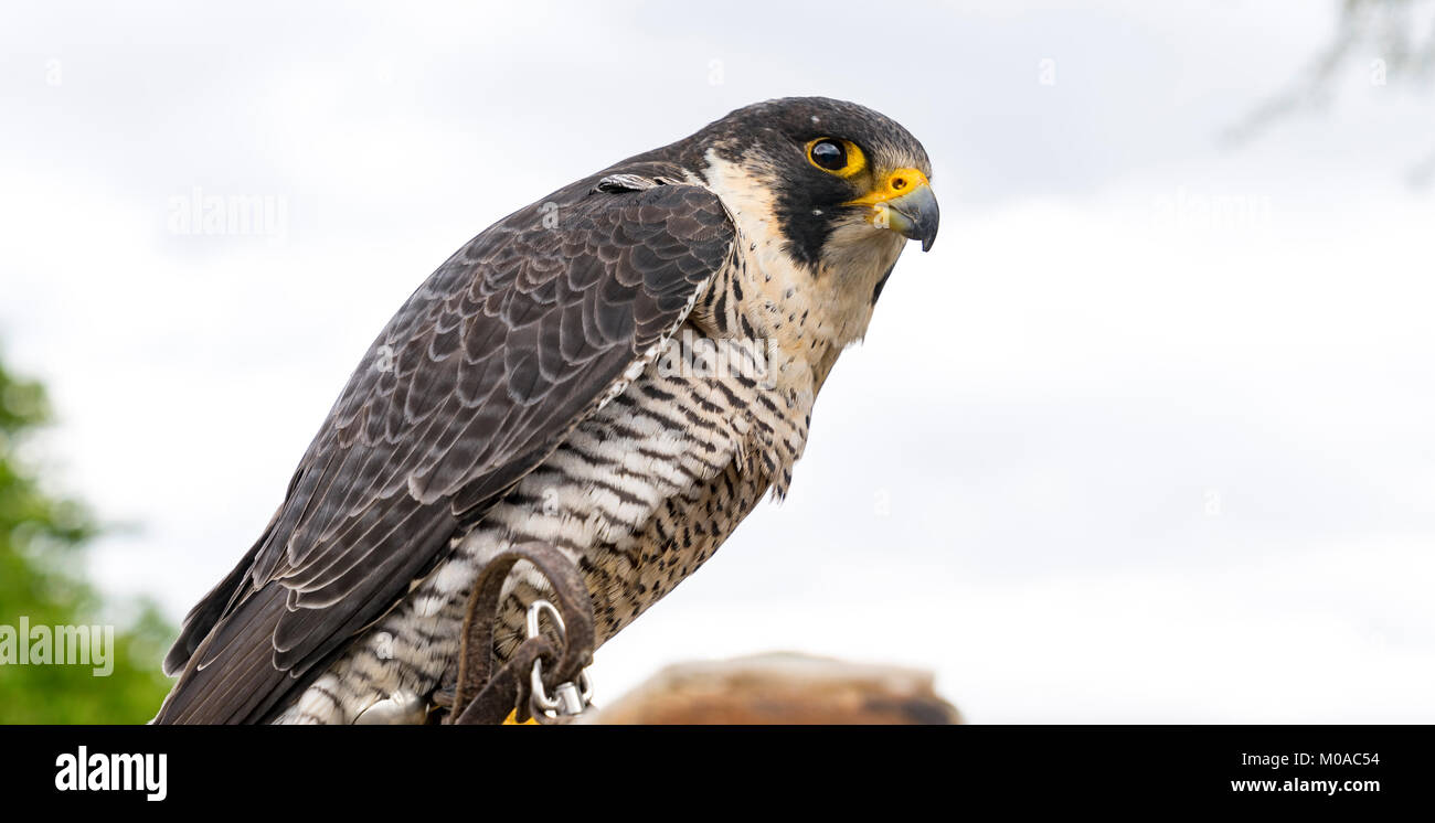 Portrait of a sitting falcon Stock Photo - Alamy