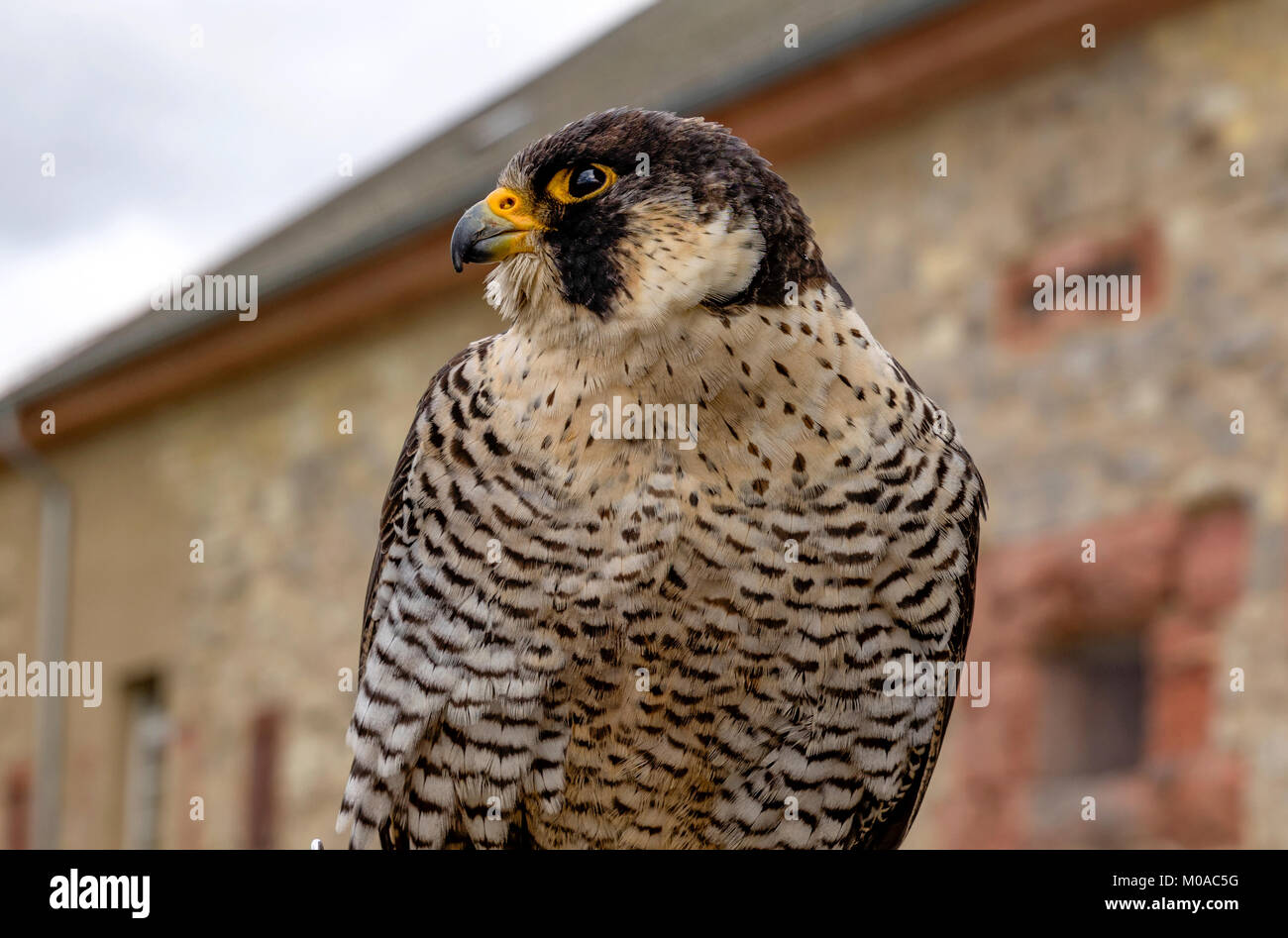 Portrait of a sitting falcon Stock Photo - Alamy