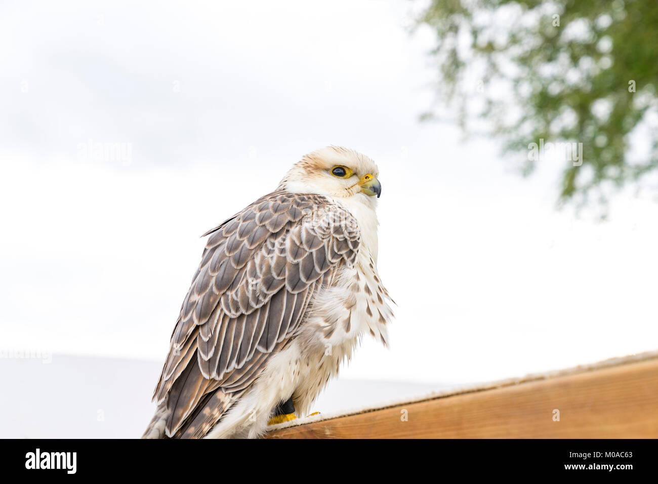 Portrait of a sitting falcon Stock Photo - Alamy