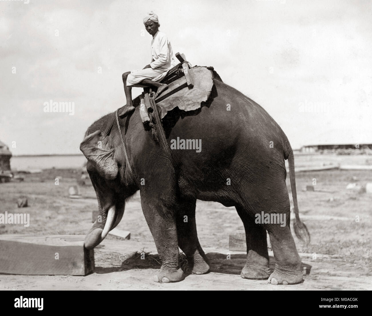 Working elephant burma hi-res stock photography and images - Alamy