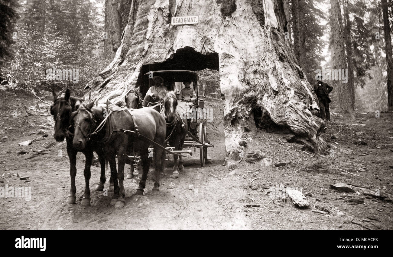 Dead giant sequoia hi-res stock photography and images - Alamy