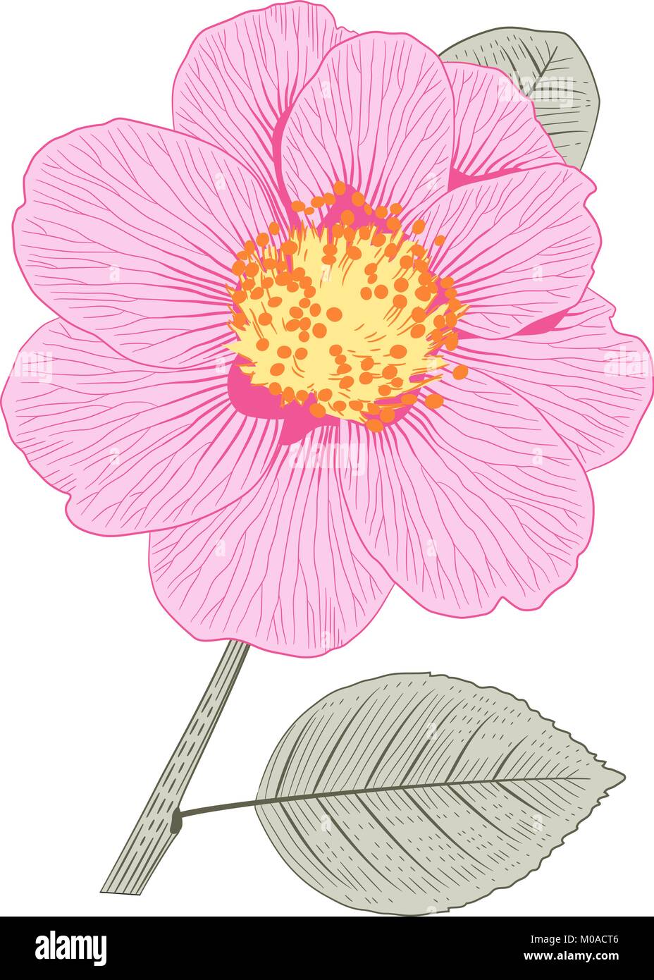 Beautiful camellia flower Stock Vector Images - Alamy