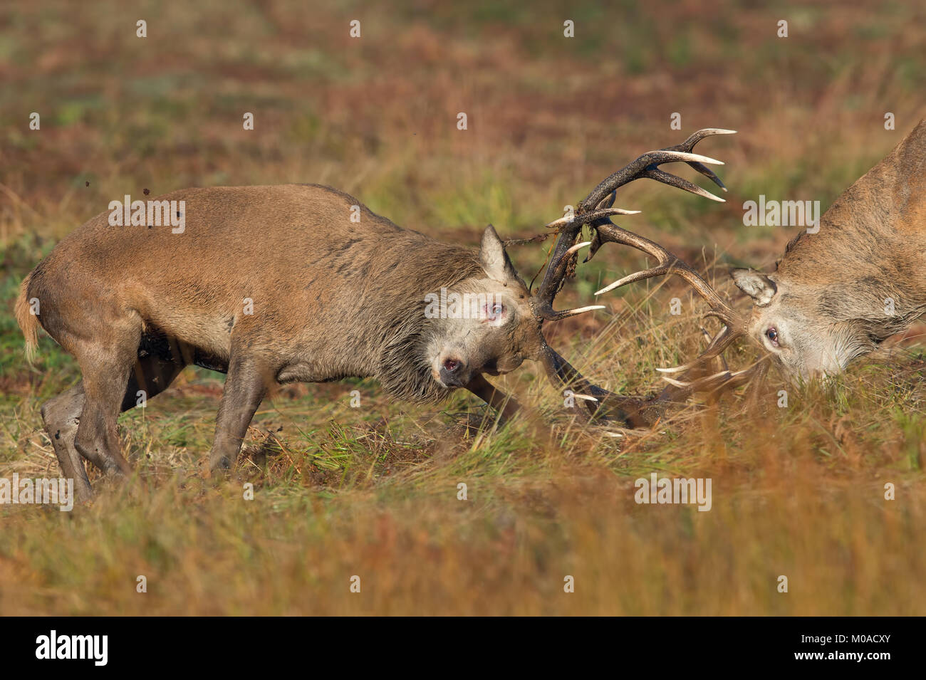 Red Deer Stags battling with antlers locked together Stock Photo - Alamy