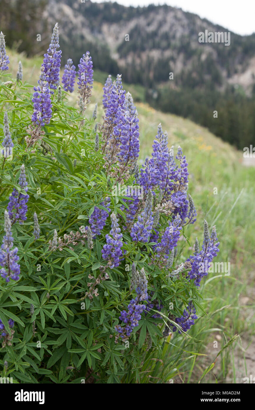 Lupine in bloom in Boulder, Colorado, USA Stock Photo - Alamy