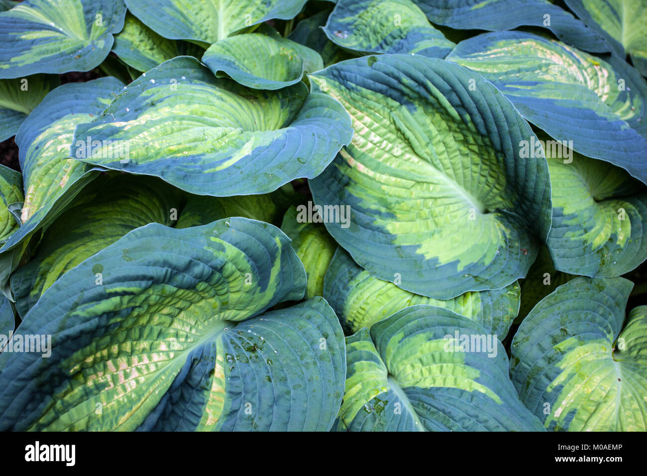 Hosta plant variegated leaves 'Color Glory' Stock Photo - Alamy