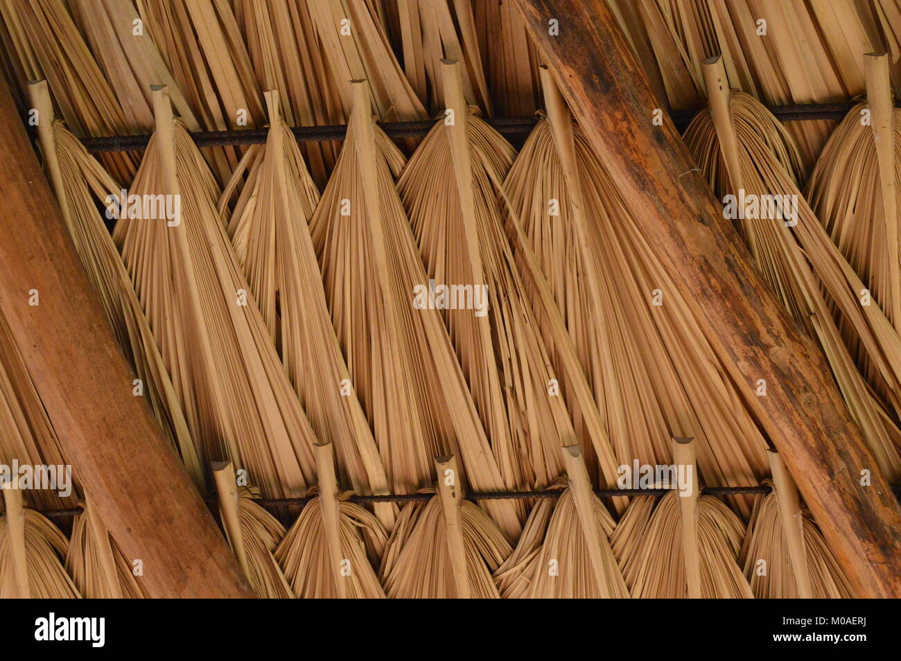 Interior view of palm ceiling in kind of hut called churuata Stock ...