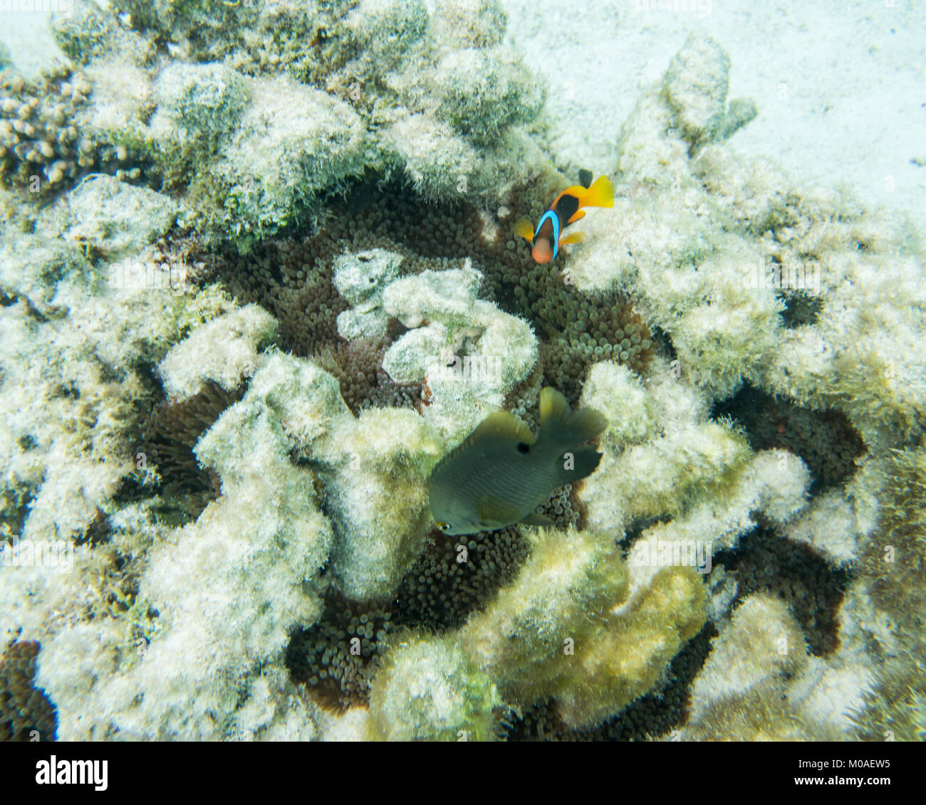 Clown fish and surgeonfish in the stunning coral reef ecosystem off the ...