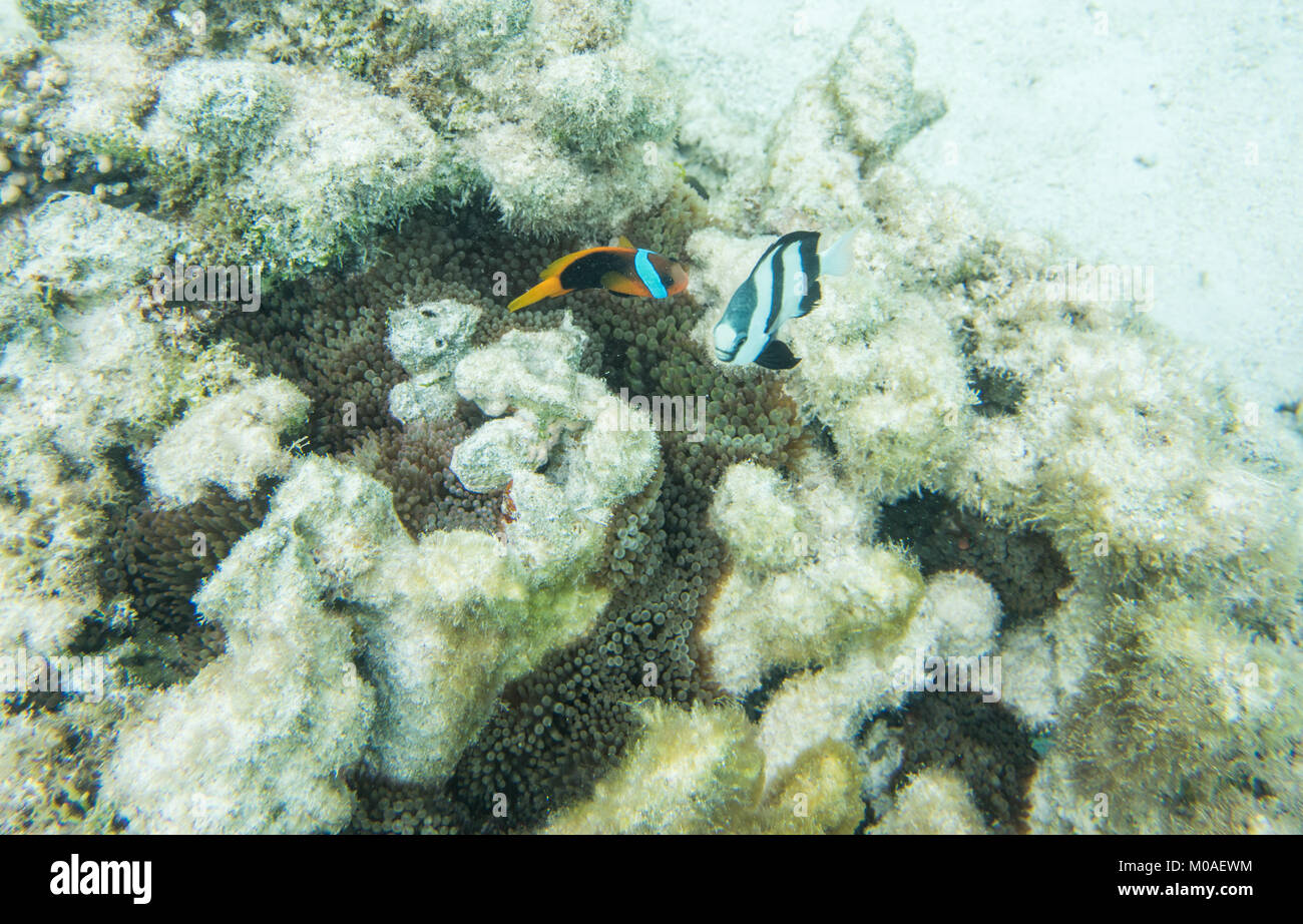 Clown fish and damselfish in the stunning coral reef ecosystem off the ...