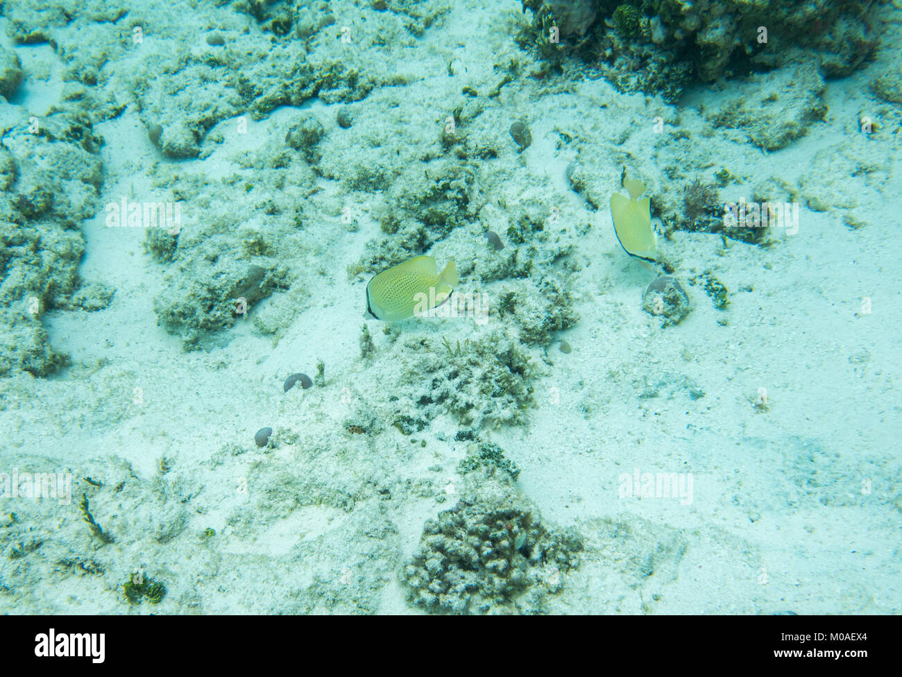 Two citron butterflyfish in the stunning coral reef ecosystem off the ...