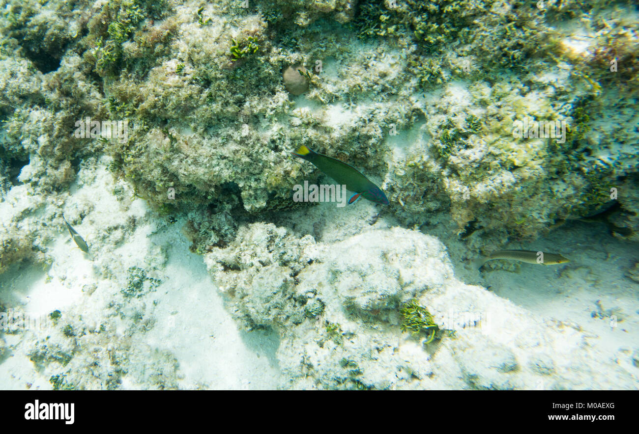 Wrasse swimming in the stunning coral reef ecosystem off the coast of ...