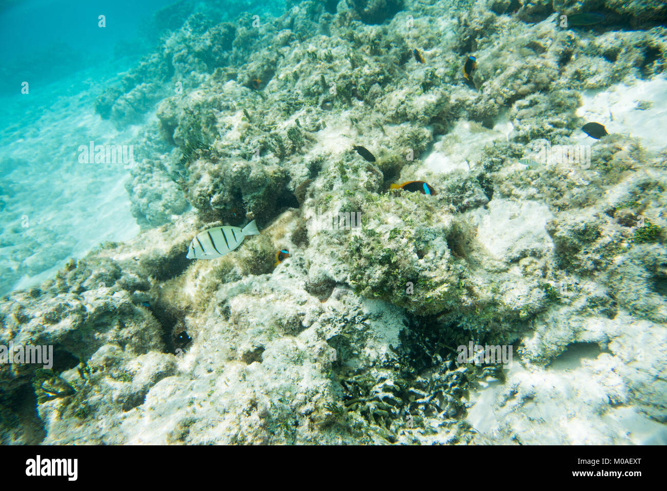 Variety of tropical fish in the stunning coral reef ecosystem off the ...
