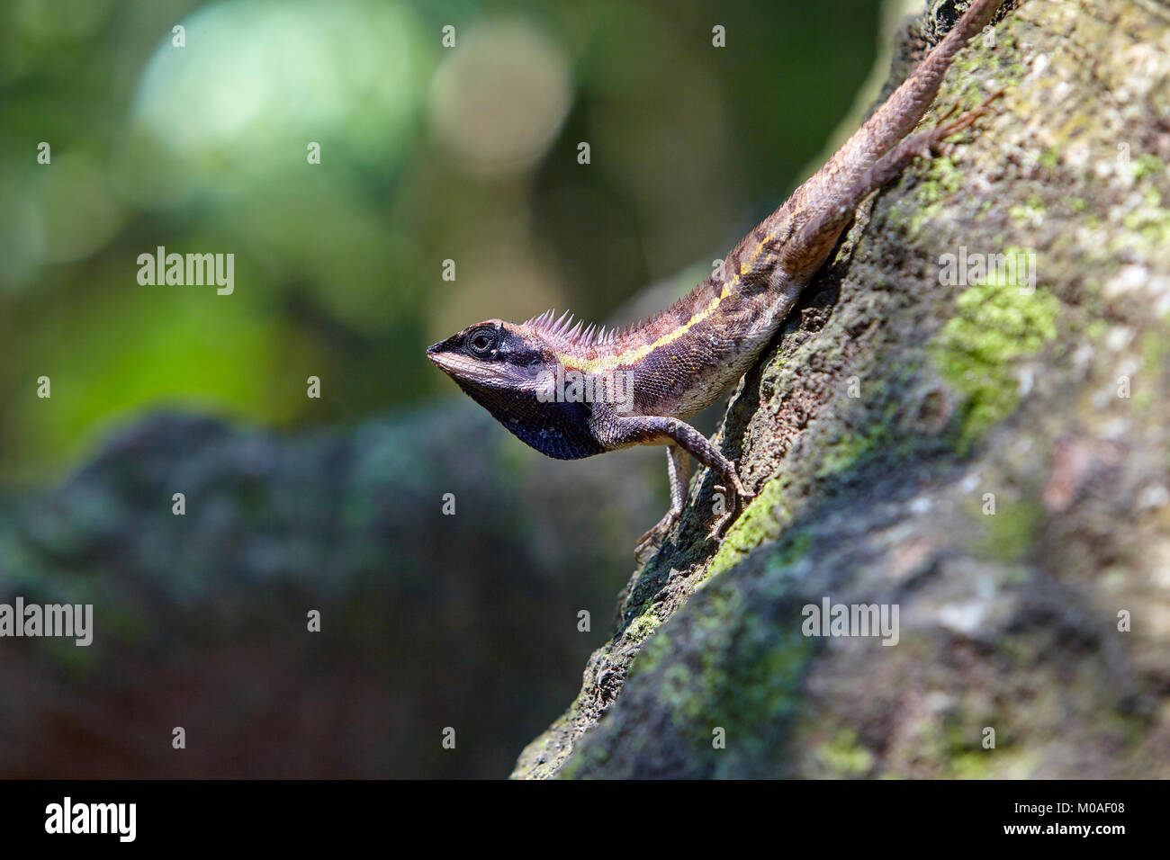 Climbing lizard hi-res stock photography and images - Alamy