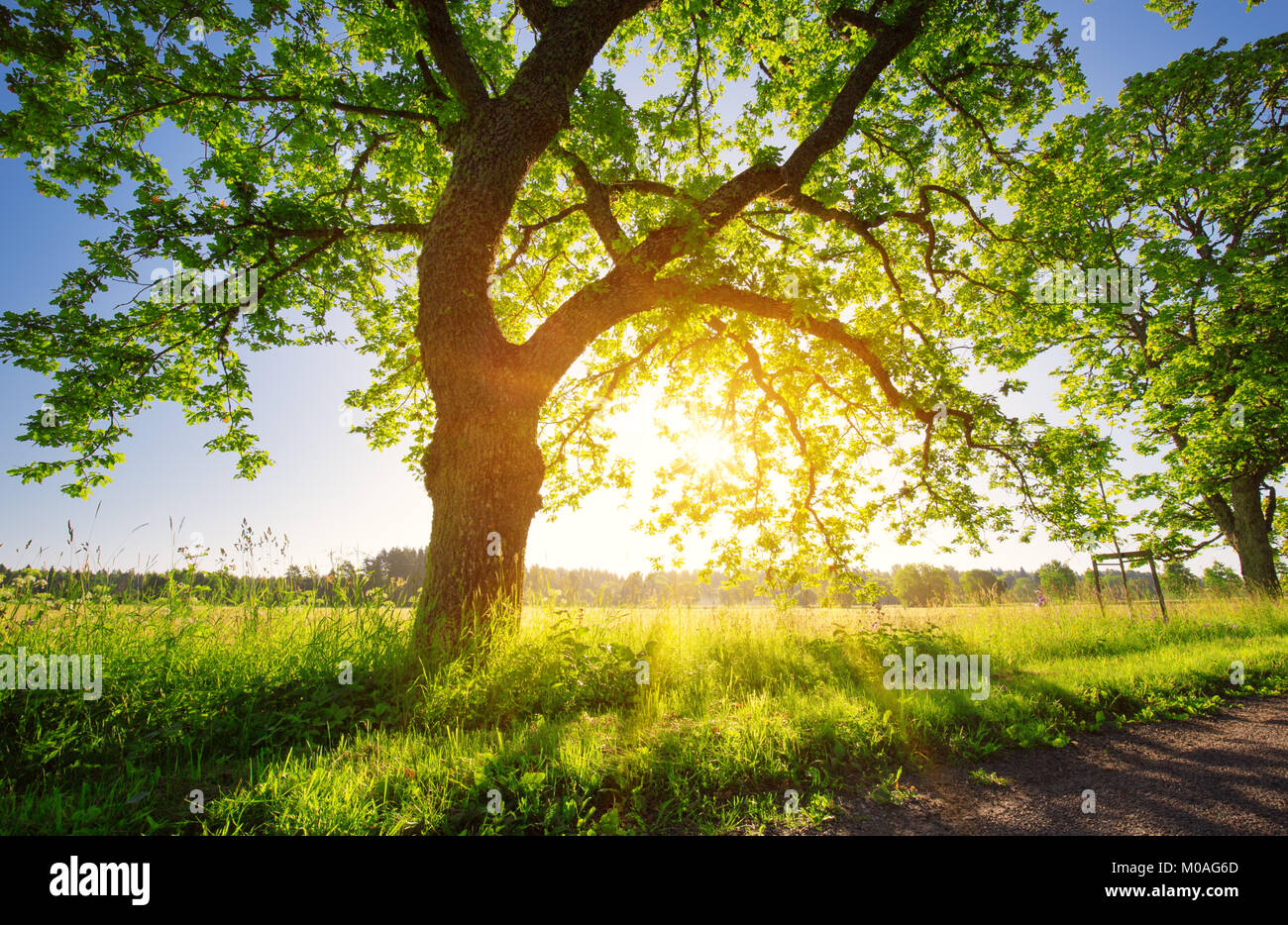 Tree foliage in morning light Stock Photo - Alamy