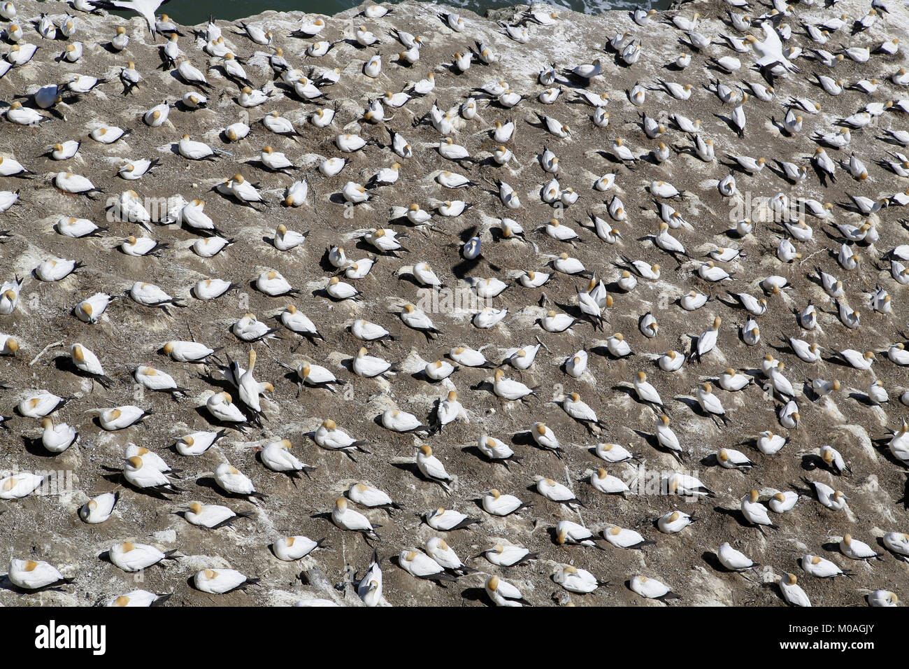 Colonial nesting bird species hi-res stock photography and images - Alamy