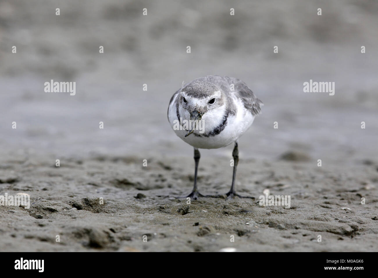 Wrybill, Anarhynchus frontalis, showing unique curved bill Stock Photo ...