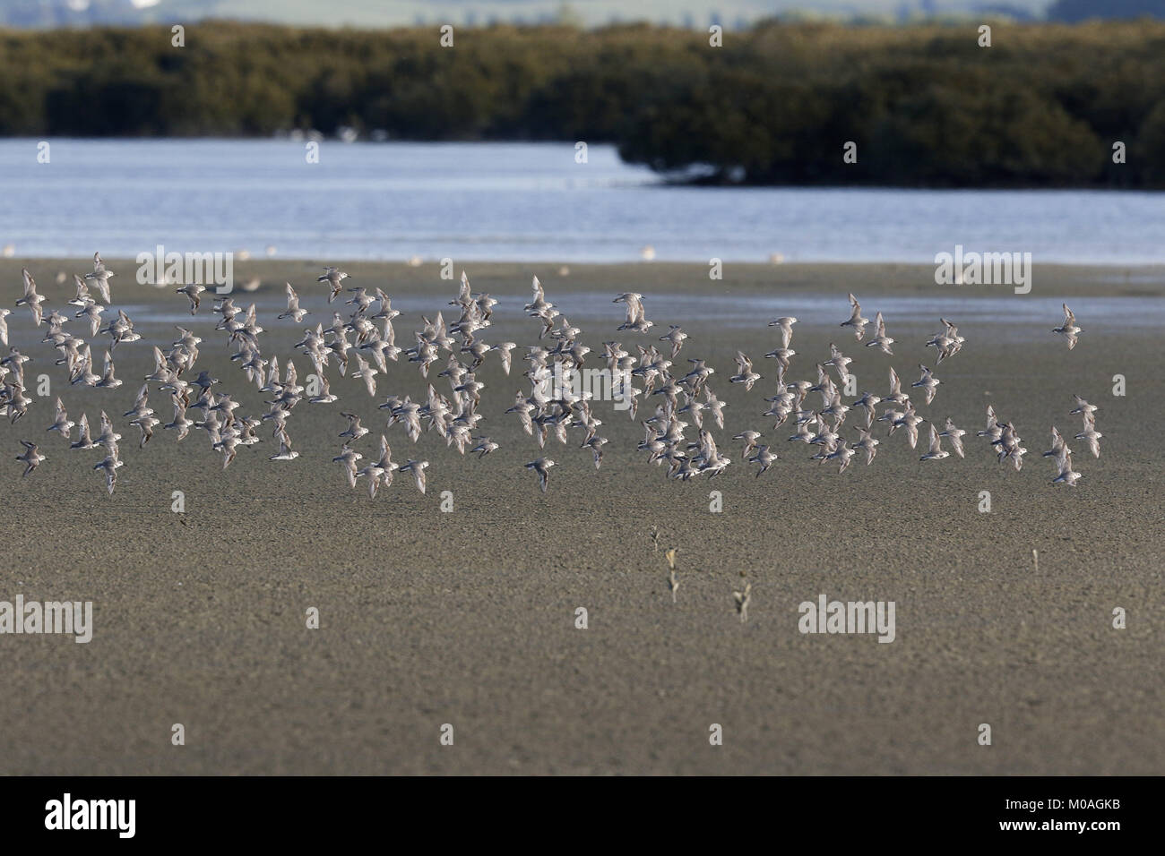 Wrybill, Anarhynchus frontalis, small flock in flight at Mirandal Stock ...
