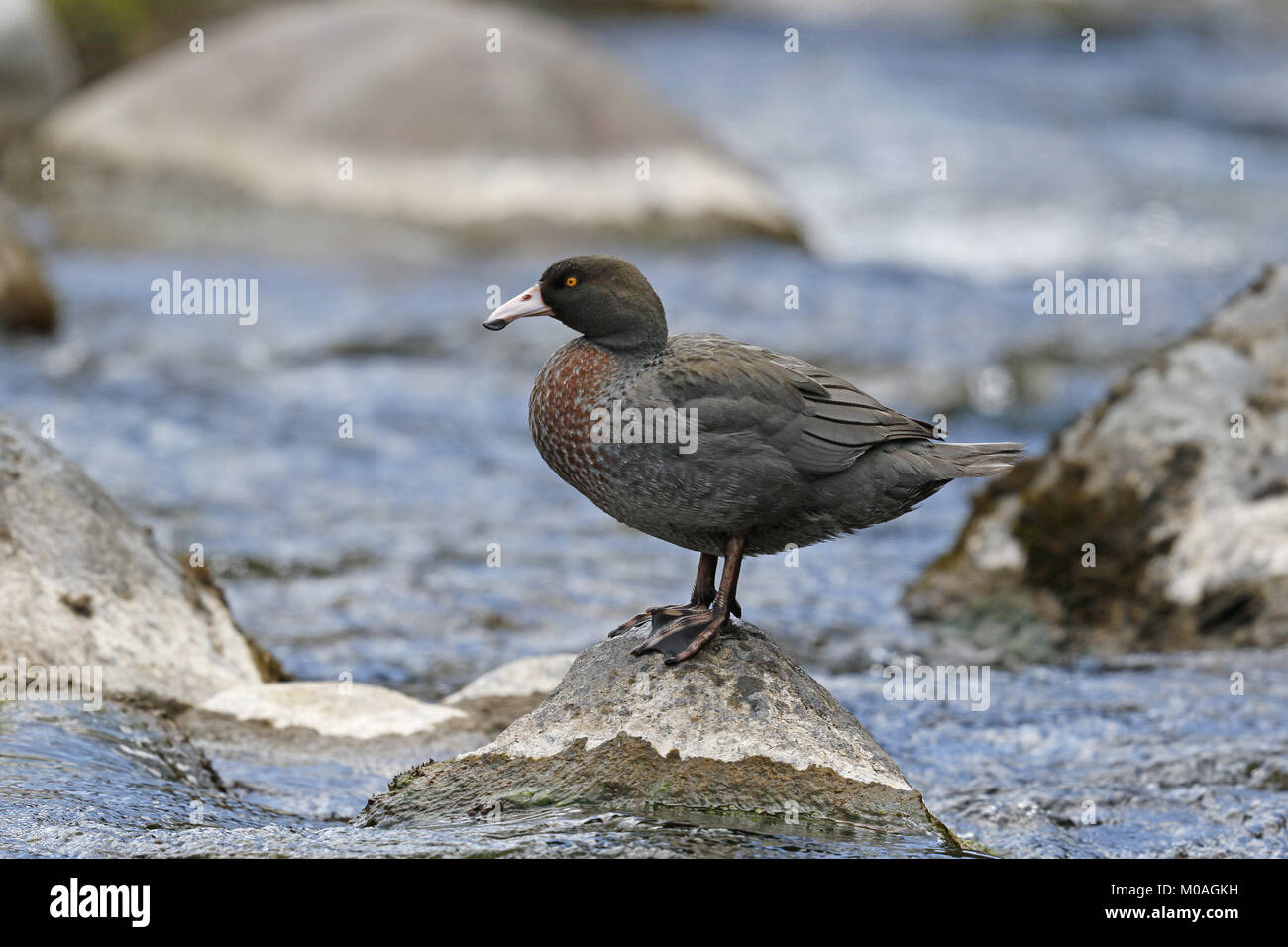 Blue Duck, Hymenolaimus malacorhynchos, on fast flowing stream Stock ...