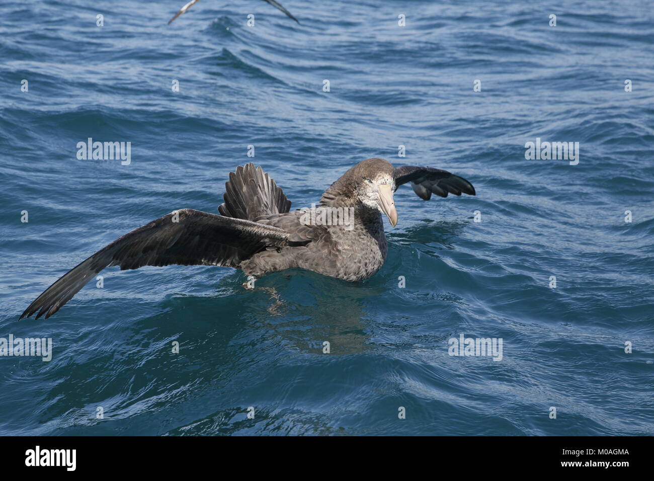 Giant Northern Petrel, Macronectes halli, wings outstretched Stock ...