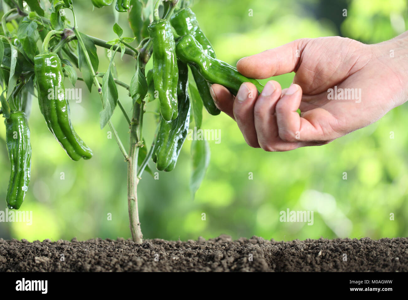 Hand picking green peppers from the plant in vegetable garden, close up ...