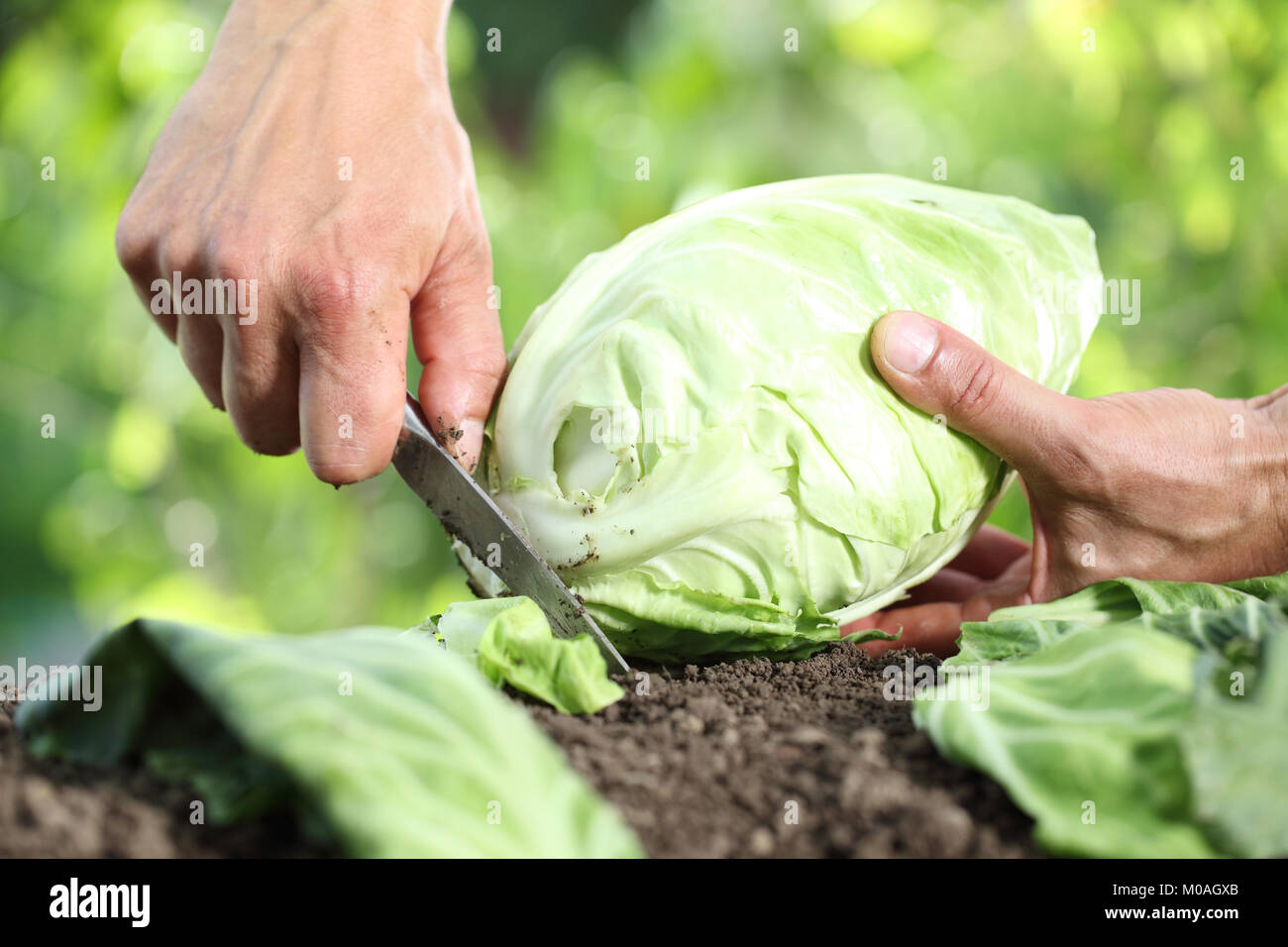 Hands pick up vegetables hi-res stock photography and images - Alamy