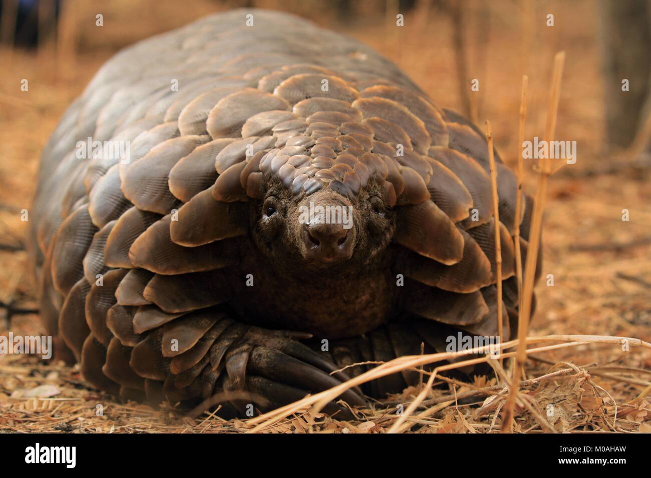 Pangolin hi-res stock photography and images - Alamy