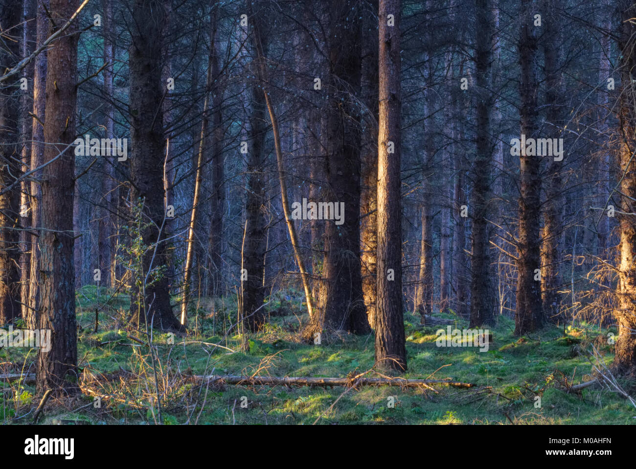 Walking through forest dawn hi-res stock photography and images - Alamy