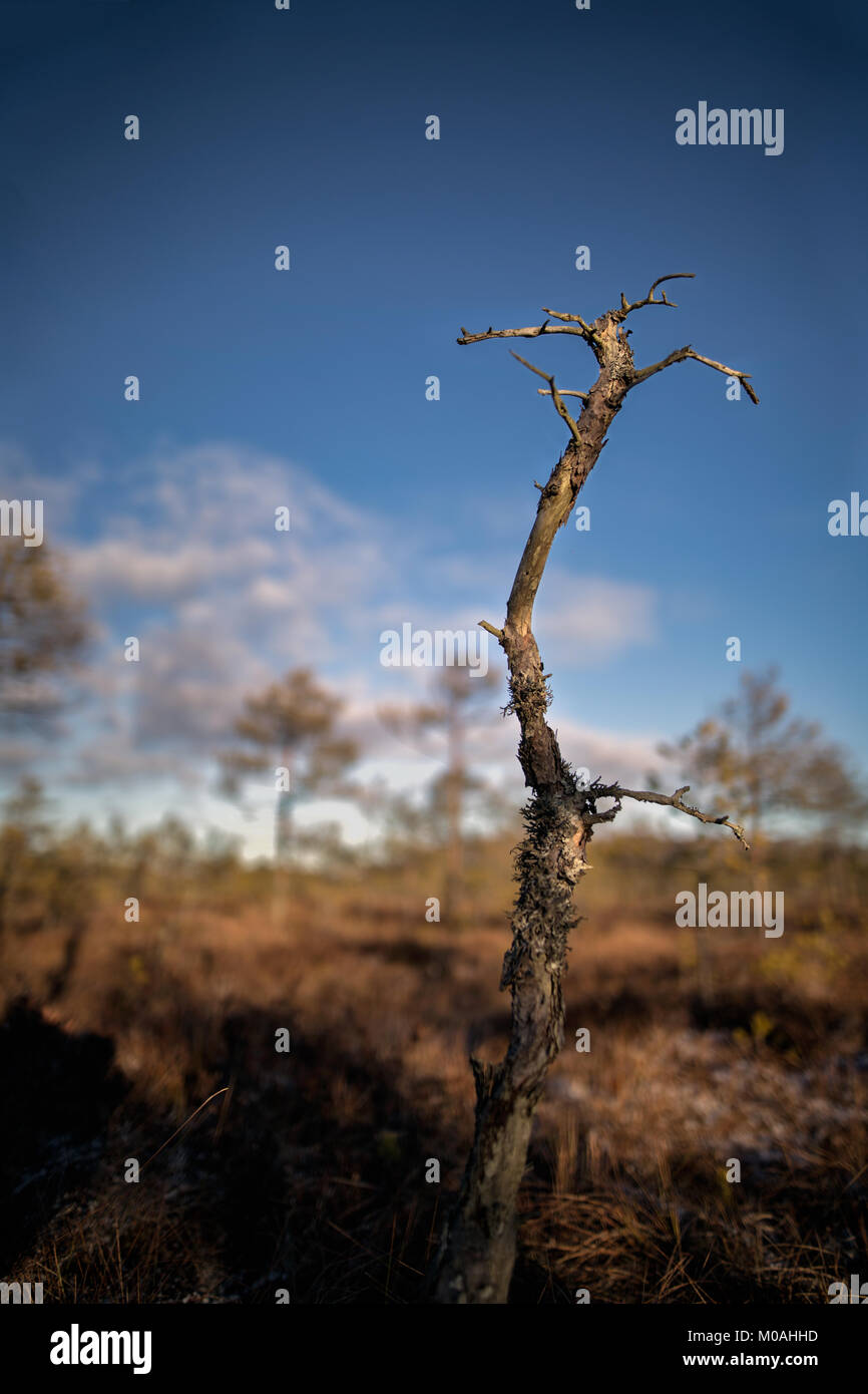 A small dead bog pine illuminated by low orbiting winter sun Stock ...