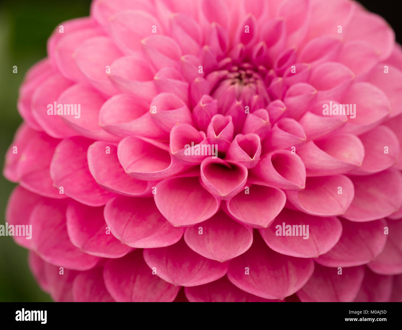 Dahlia pink runner Stock Photo - Alamy