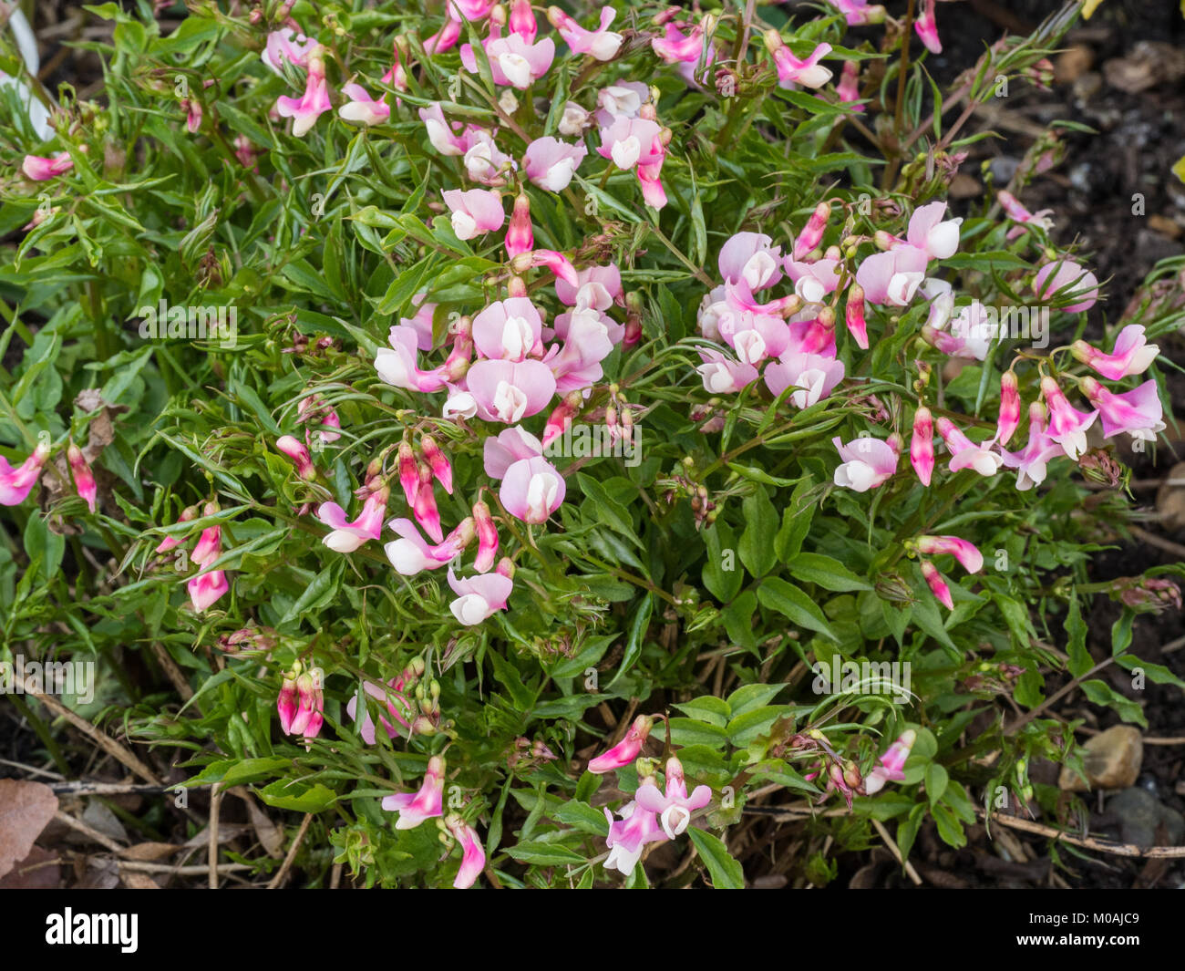 Portrait of the pink flowered Lathyrus vernus roseus Stock Photo - Alamy