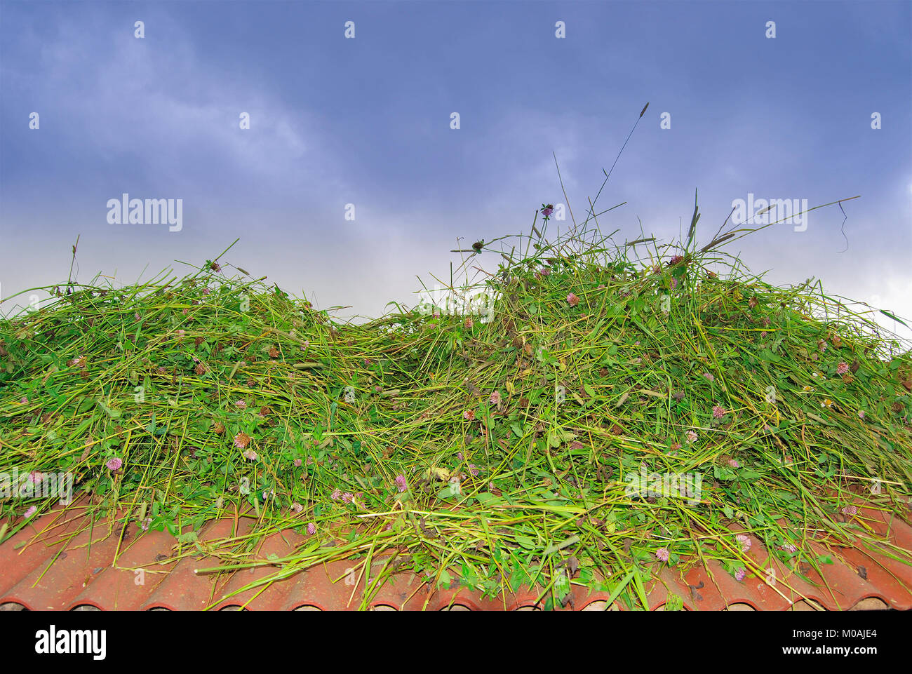 Drying grass hi-res stock photography and images - Alamy