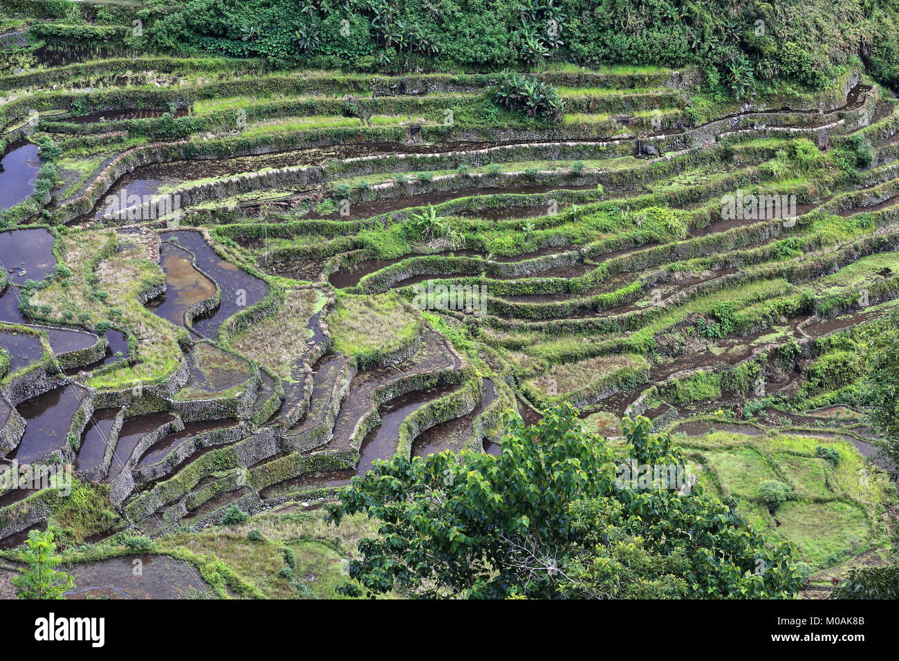 The Batad village cluster-part of the Rice Terraces of the Philippine ...