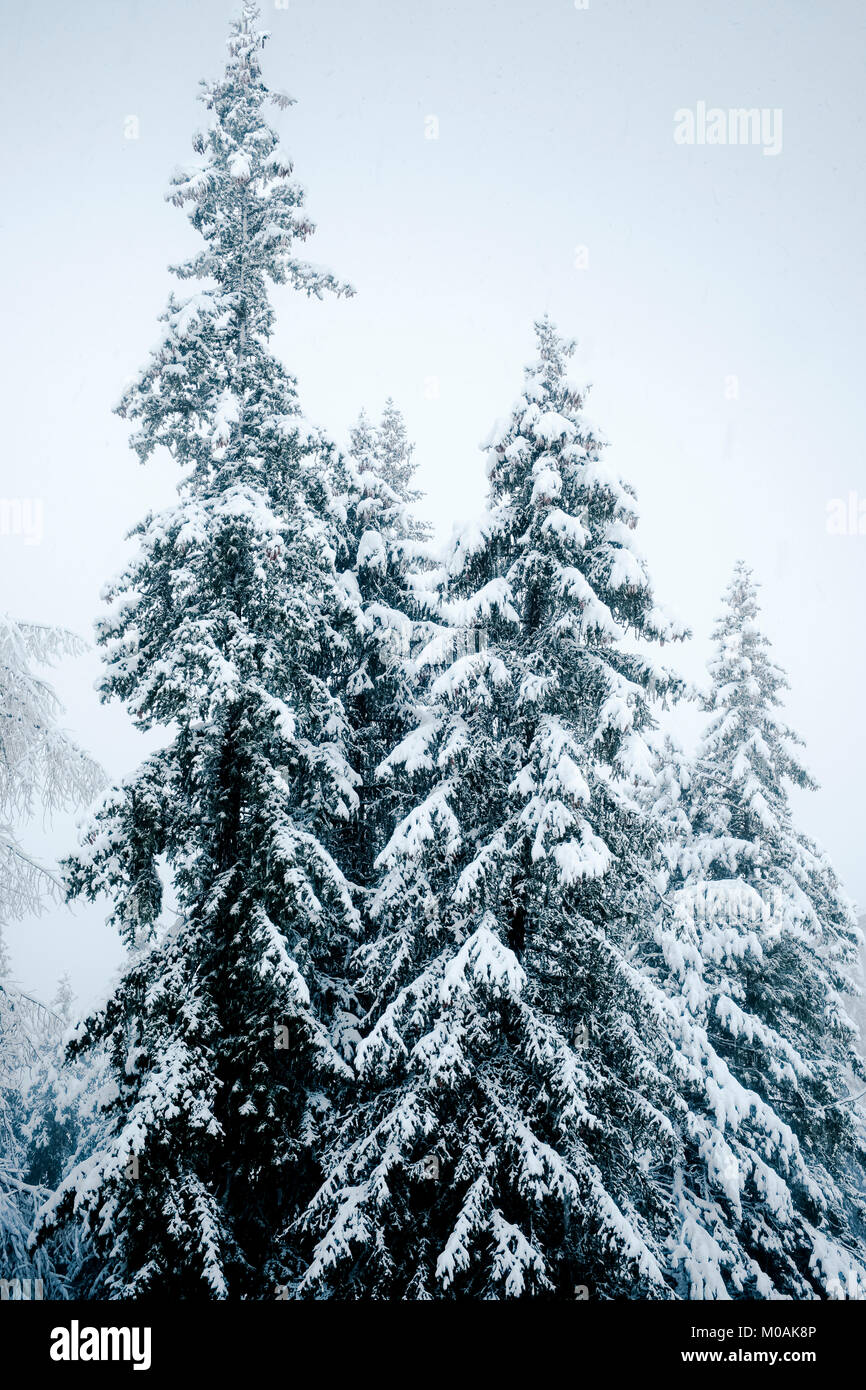 Conifers in the snow, Belvedere Stock Photo - Alamy