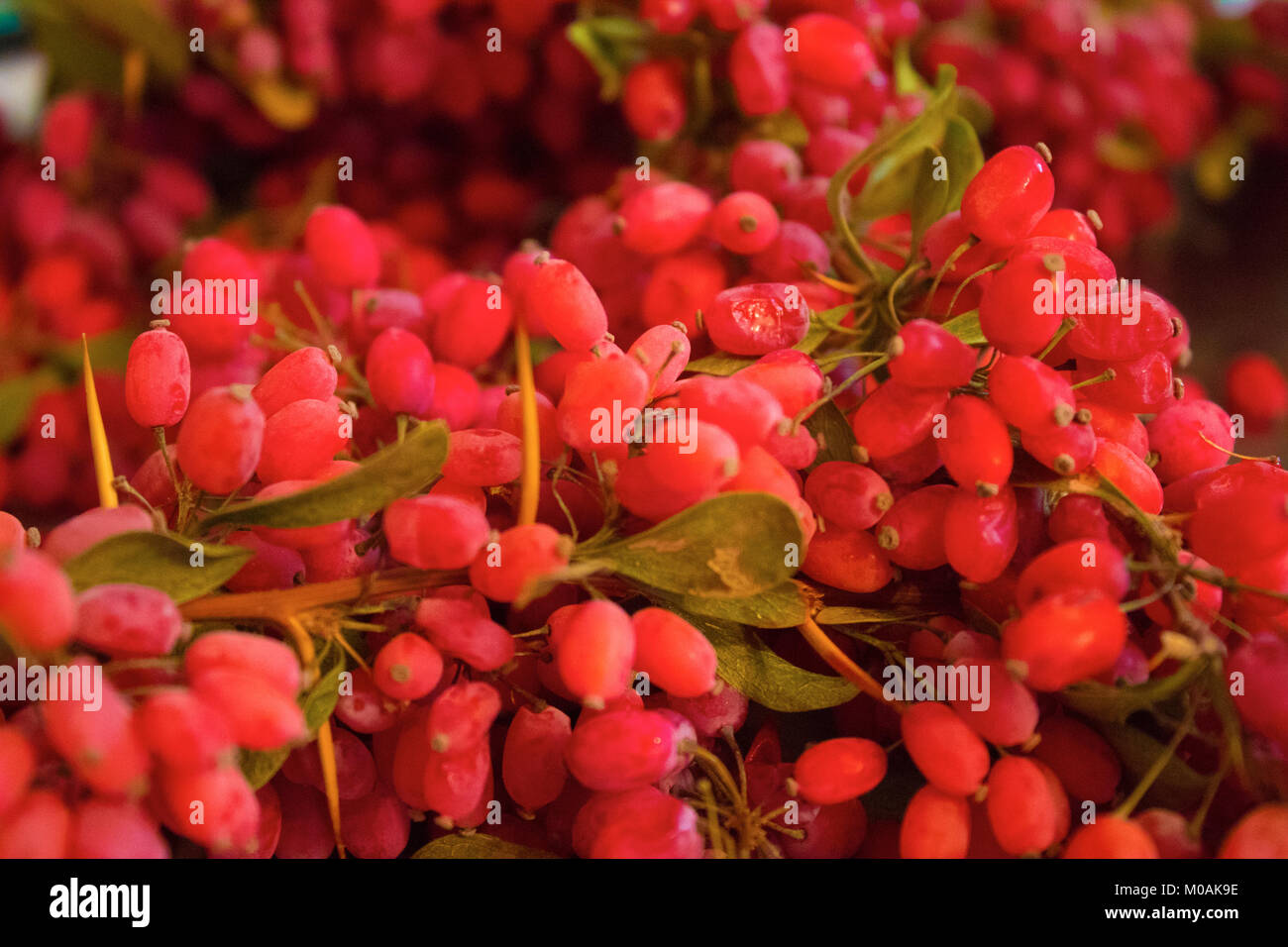 Red barberry hi-res stock photography and images - Alamy