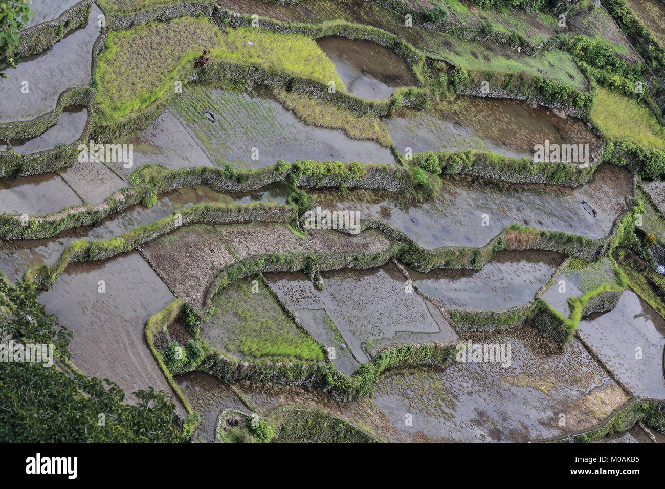 The Batad village cluster-part of the Rice Terraces of the Philippine ...