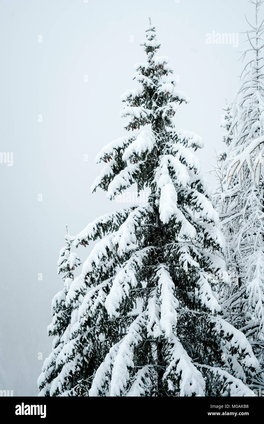 Conifers tree in white background hi-res stock photography and images ...