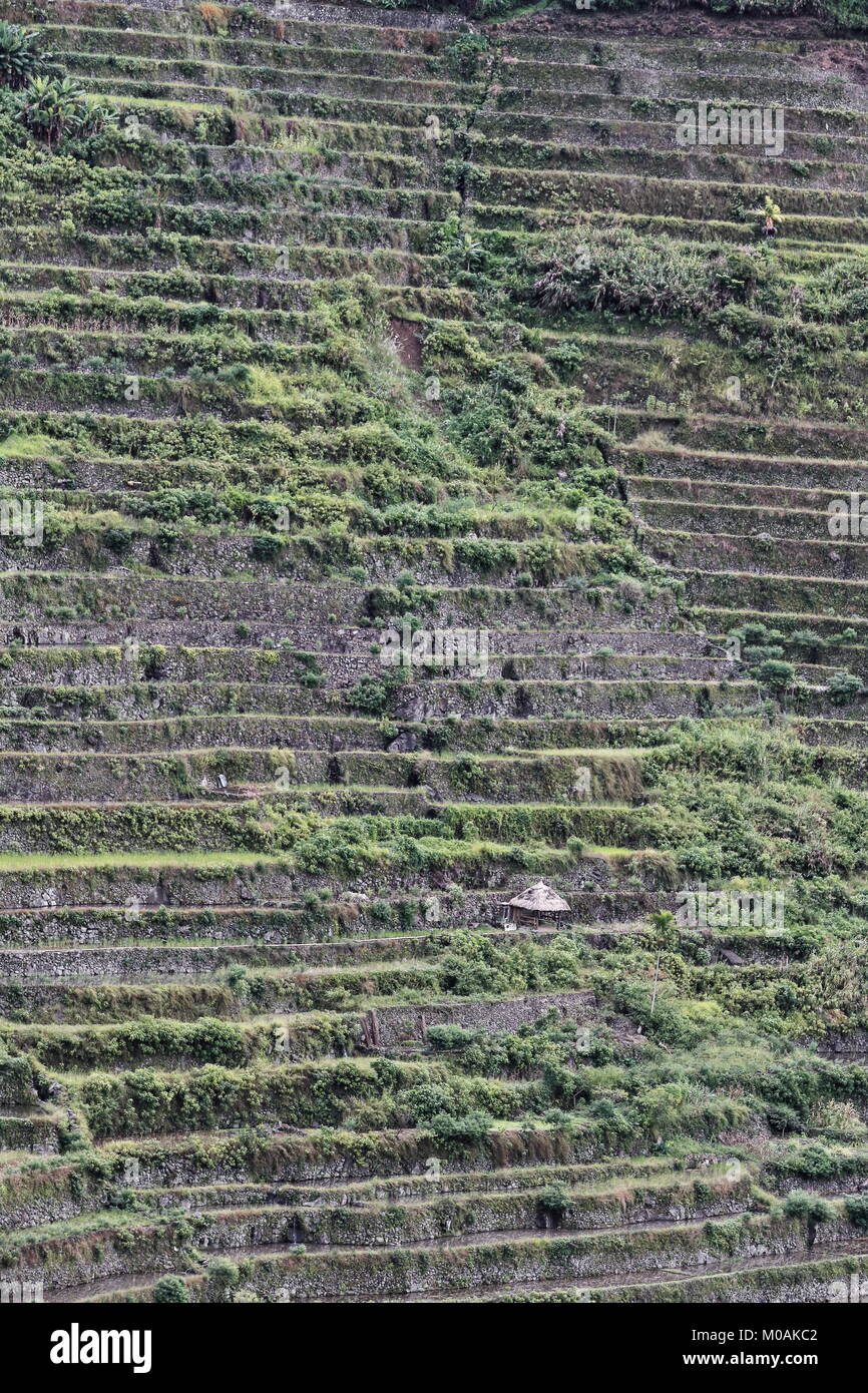The Batad village cluster-part of the Rice Terraces of the Philippine ...