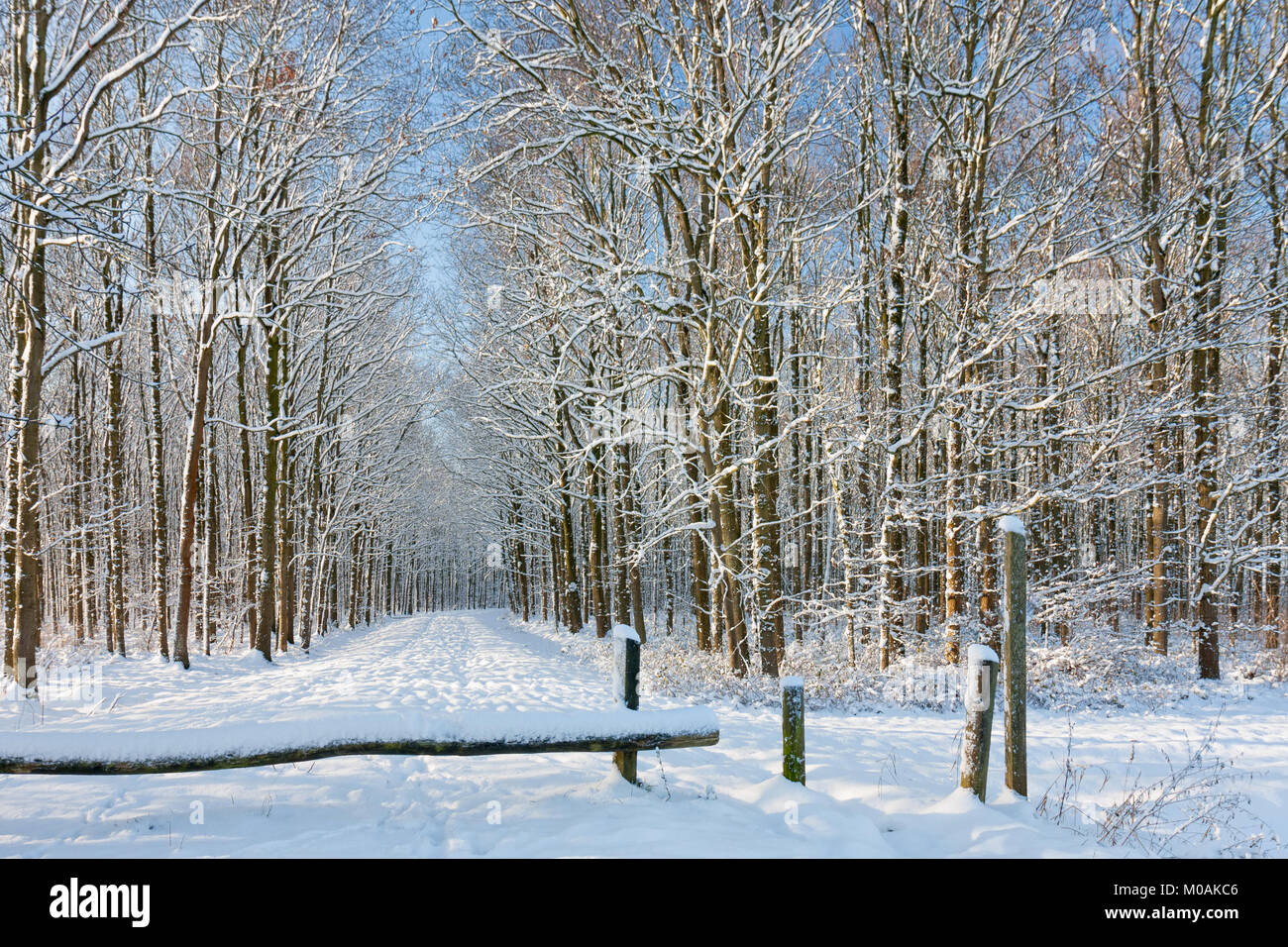 Snow covered path through trees with winter sun hi-res stock ...