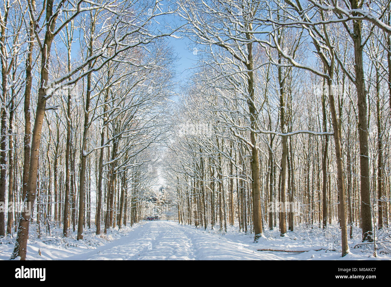 Snow covered path through trees with winter sun hi-res stock ...